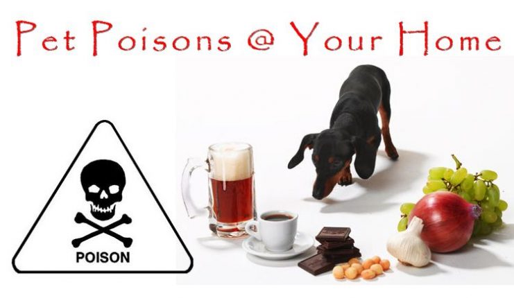 Pet Poisoning - Severe Threat to Pet’s Health And Wellness ...