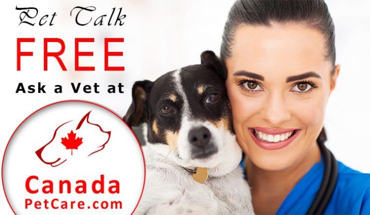 Veterinary Questionnaire: Your Pet Health Queries Answered ...