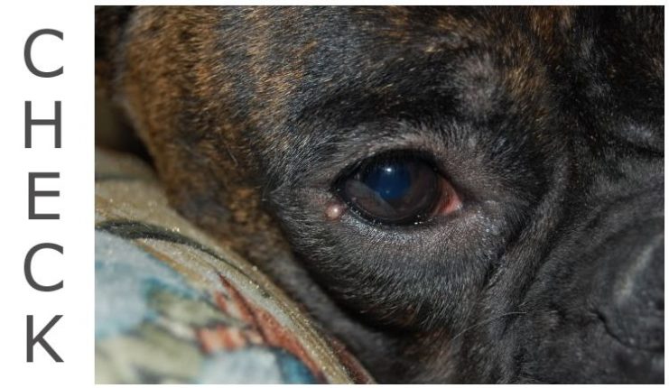 How to Check For Bumps Or Lumps Around Your Dog’s Eyes And Ears ...