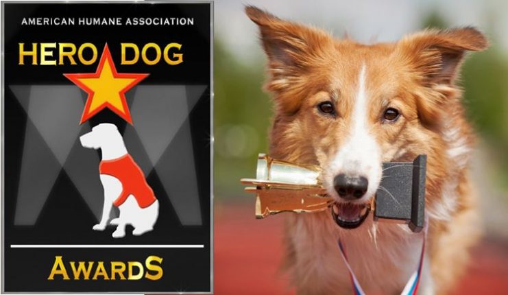 2015 Hero Dog Awards- Check Their Stories And Cast Your Vote ...