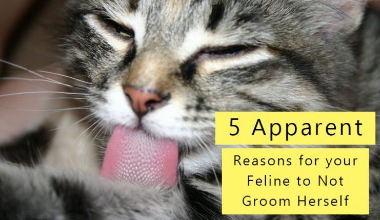 5 Apparent Reasons for your Feline to Not Groom Herself - CanadaPetCare ...
