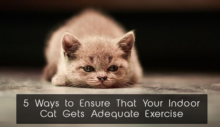 5 Ways to Ensure That Your Indoor Cat Gets Adequate Exercise ...