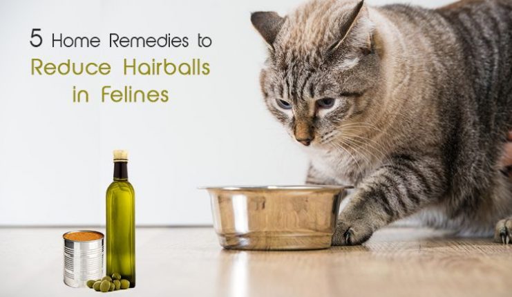 5 Home Remedies To Reduce Hairballs In Cats - CanadaPetCare Blog