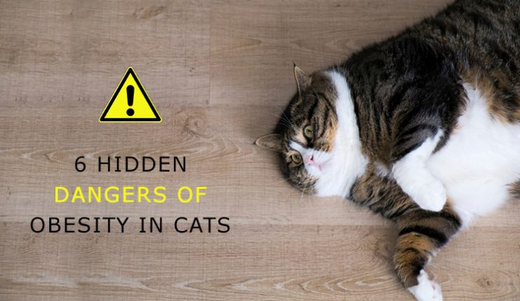 6 Hidden Dangers Of Obesity In Cats - Pet Obesity Awareness