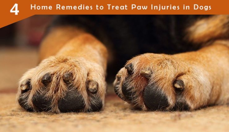 4 Home Remedies To Treat Paw Injuries In Dogs - CanadaPetCare Blog