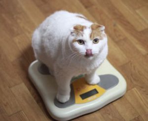 6 Hidden Dangers Of Obesity In Cats - Pet Obesity Awareness