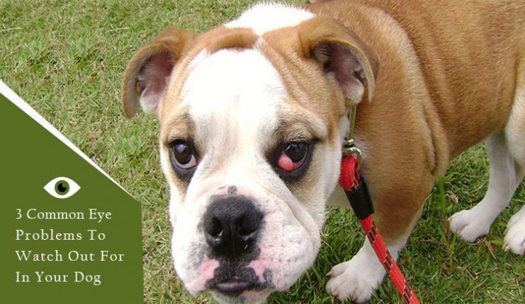 3 Common Eye Problems To Watch Out For In Your Dog - CanadaPetCare Blog