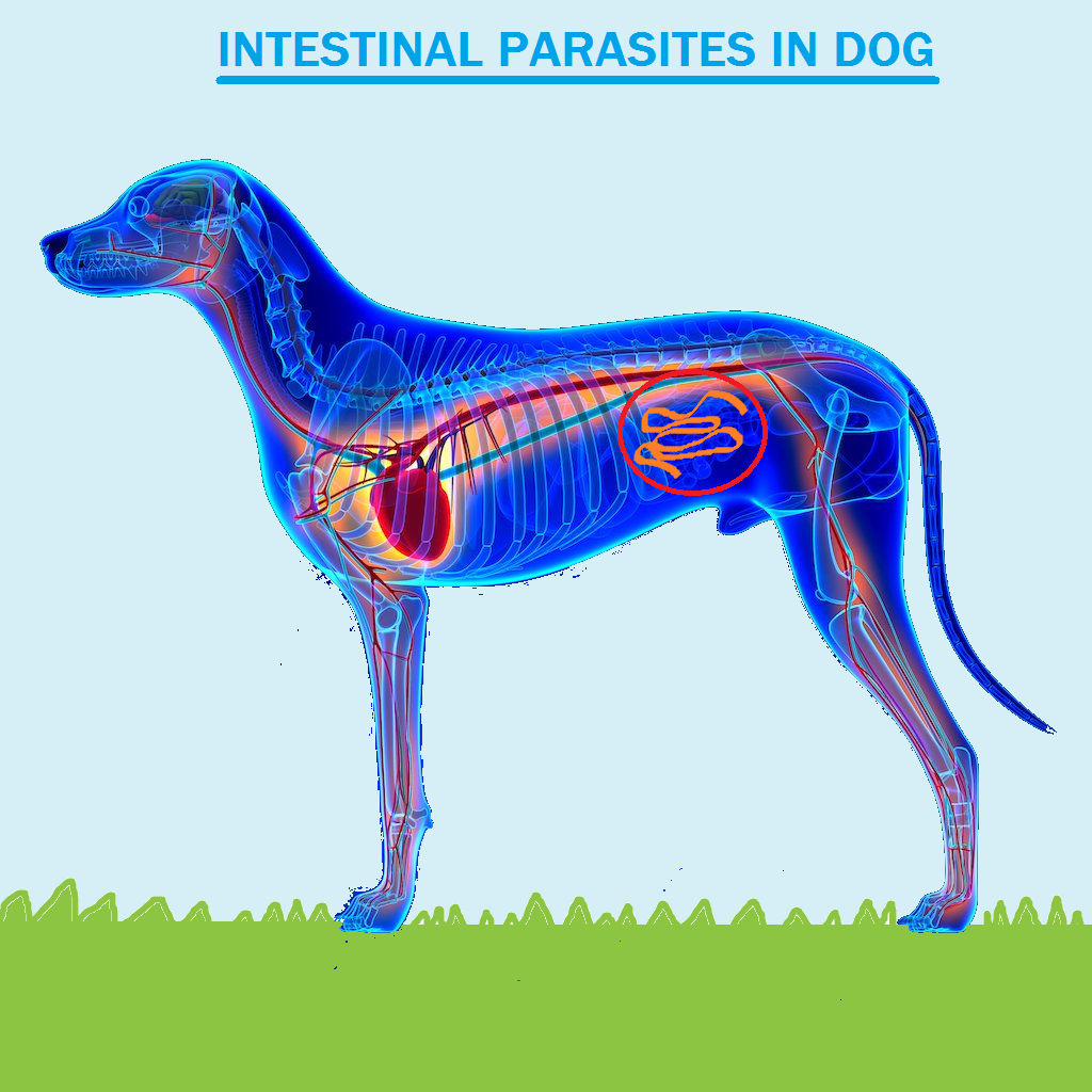 8 Ways to Prevent Intestinal Parasites in Pets - CanadaPetCare Blog