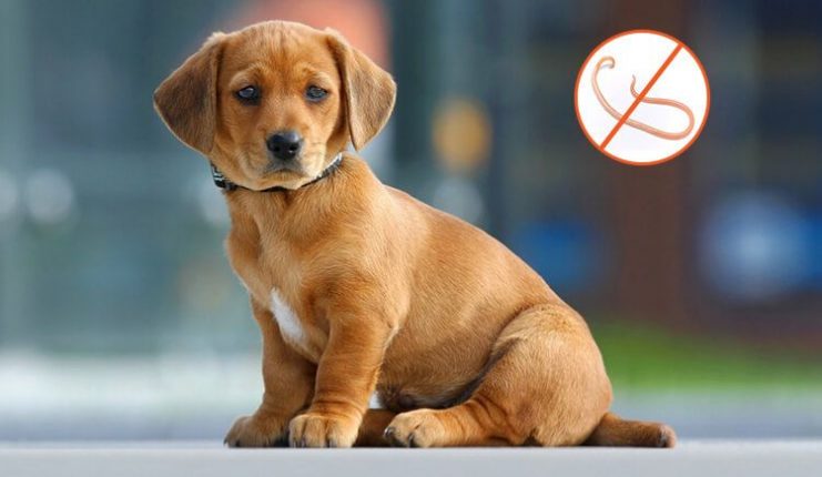 Roundworms – A Complete Guidance To Secure Your Dog - CanadaPetCare Blog