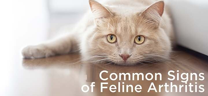 Feline’s Arthritis – Making Her Life Comfortable - CanadaPetCare Blog