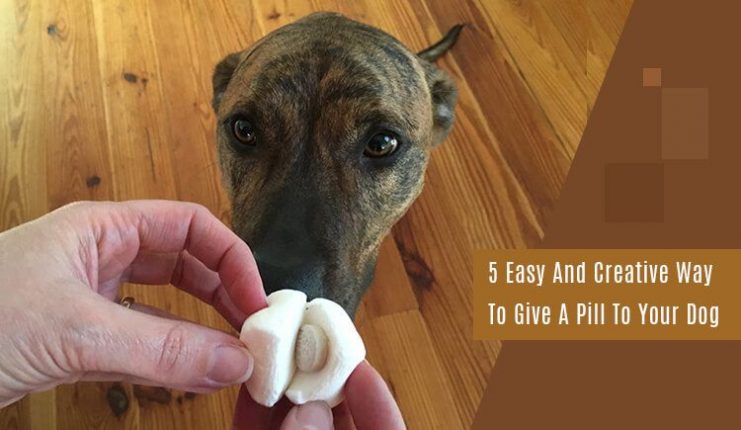 5 Easy and Creative way to Give A Pill To your dog - CanadaPetCare Blog