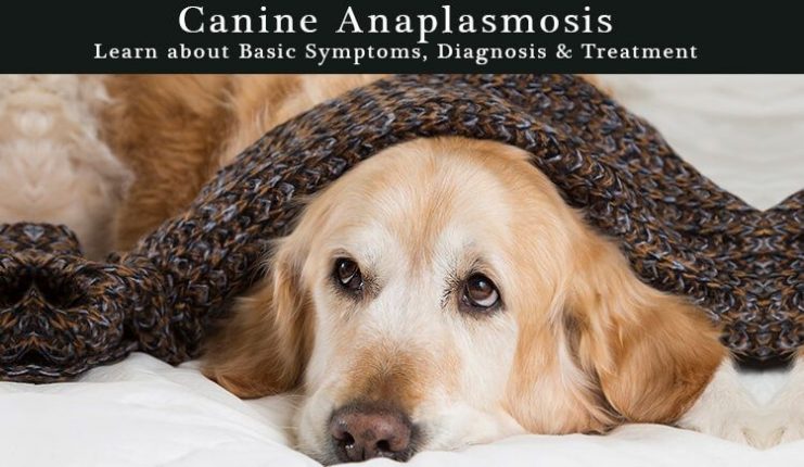 Canine Anaplasmosis: Learn about Basic Symptoms, Diagnosis & Treatment ...
