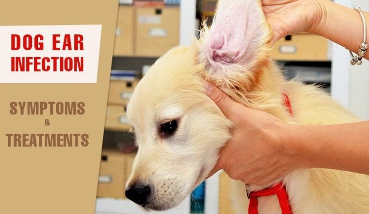Dog Ear Infection – Symptoms,Diagnosis and Treatments| CanadapetCare
