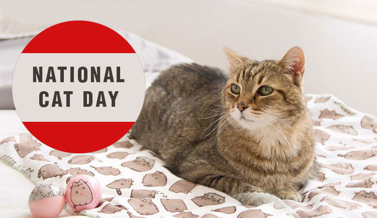 5 Ways to Celebrate National Cat Day