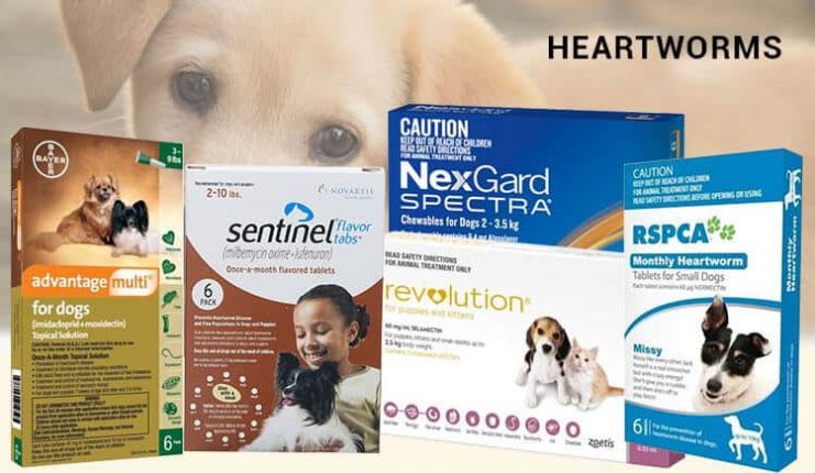 Top 7 Preventatives for Heartworm on Dogs