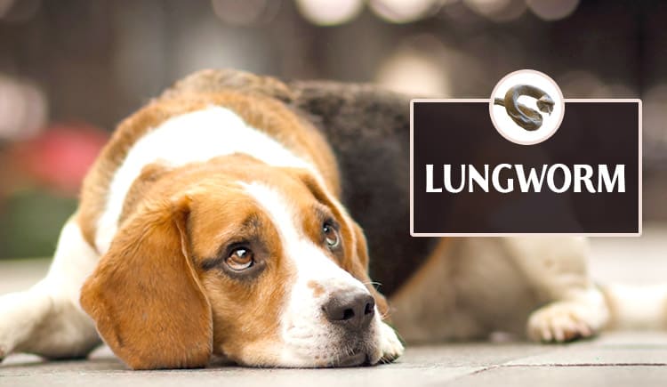How to Prevent Lungworms In Dogs? - CanadaPetCare