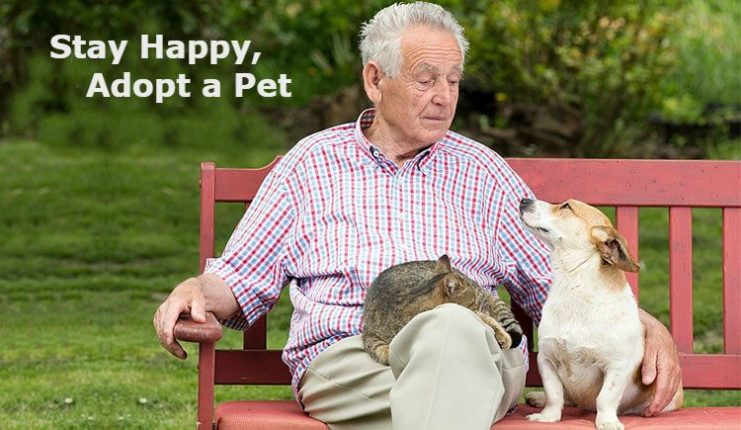 Why Pets are the Purrfect Companion: Reasons and Benefits