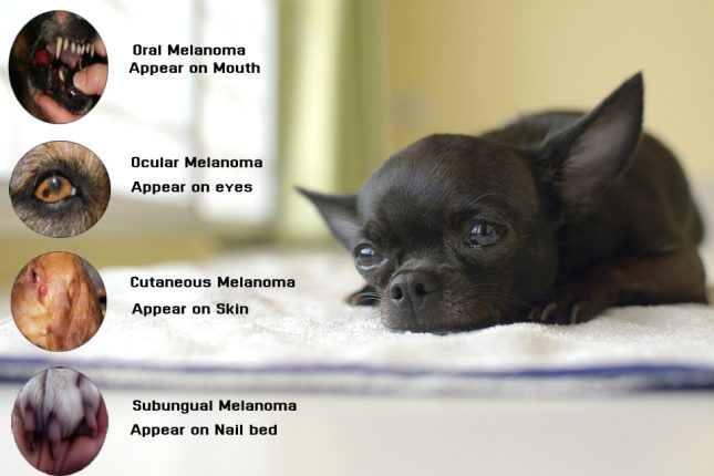 What Is Melanoma in Dogs and How To Treat It? - CanadaPetCare Blog