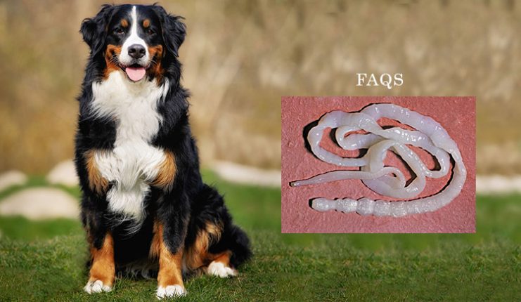Faq's About Tapeworms In Dogs - CanadaPetCare Blog