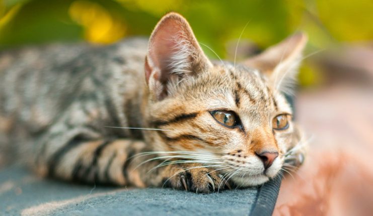What Is Calicivirus In Cats? - CanadaPetCare Blog