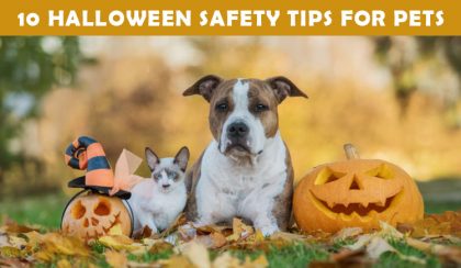 10 Halloween Safety Tips for Pets 2021 - CanadaPetCare Blog