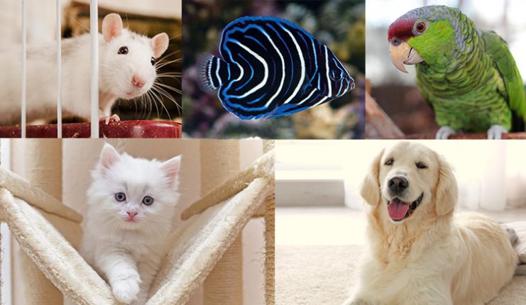 5 Animals That Make Perfect Pets for Kids - CanadaPetCare Blog