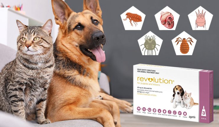 How Revolution Works For Pets - CanadaPetCare Blog