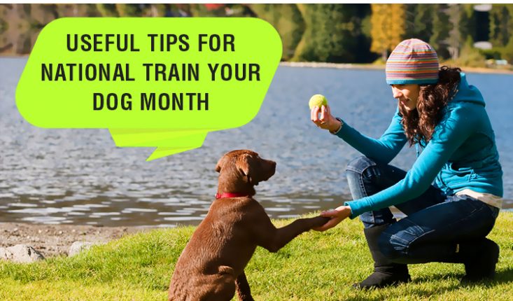 National Train Your Dog Month: 4 Tips to Teach Your Dog Good Lessons