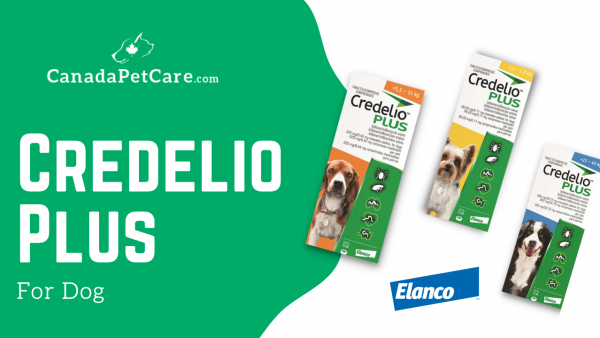 Everything You Need to Know About Credelio Plus - CanadaPetCare Blog
