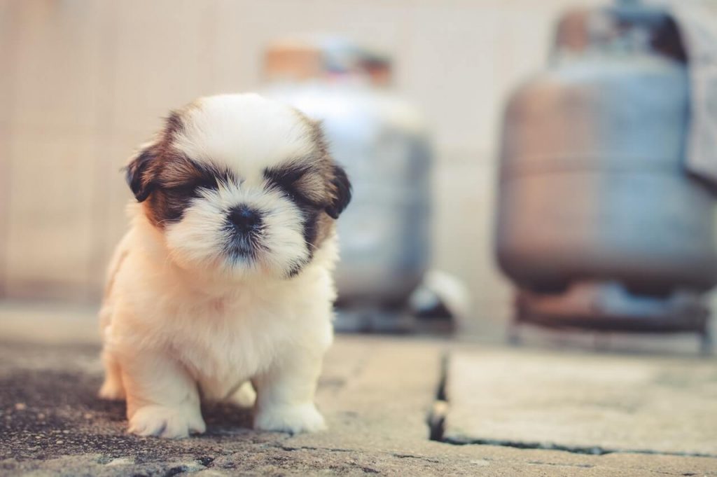 Colleen Paige: The Founder Of Worldwide Trending Pet Holidays