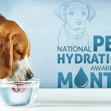 National Pet Hydration Awareness Month - CanadaPetCare