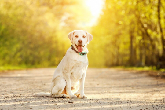 Most Common Dog Breeds Prone to Seizures - CanadaPetCare