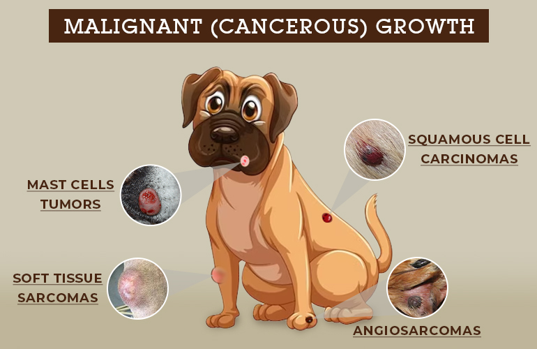 Hard And Soft Lumps On Dogs Infoupdate