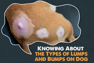Knowing About the Types of Lumps and Bumps on Dog