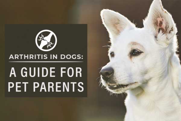 Arthritis in Dogs: A Guide for Pet Parents - CanadaPetCare Blog