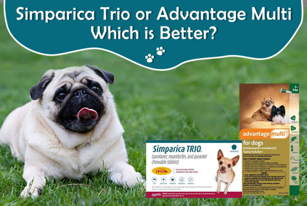 Simparica Trio or Advantage Multi - Which is Better?