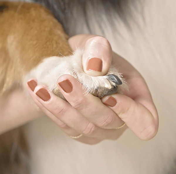 Everything You Need To Know About Cutting Your Dog’s Nails