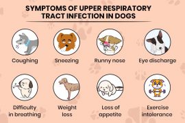 Respiratory Tract Infections in Dogs: Types, Causes, Symptoms, and ...