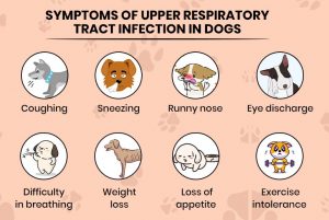 Respiratory Tract Infections in Dogs: Types, Causes, Symptoms, and ...