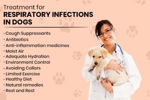 Respiratory Tract Infections in Dogs: Types, Causes, Symptoms, and ...