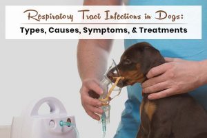 Respiratory Tract Infections in Dogs: Types, Causes, Symptoms, and ...