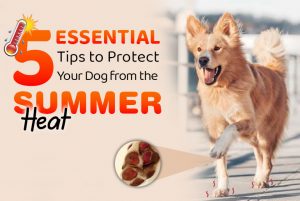 Summer Dog Safety: 5 Essential Tips for Pet Parents