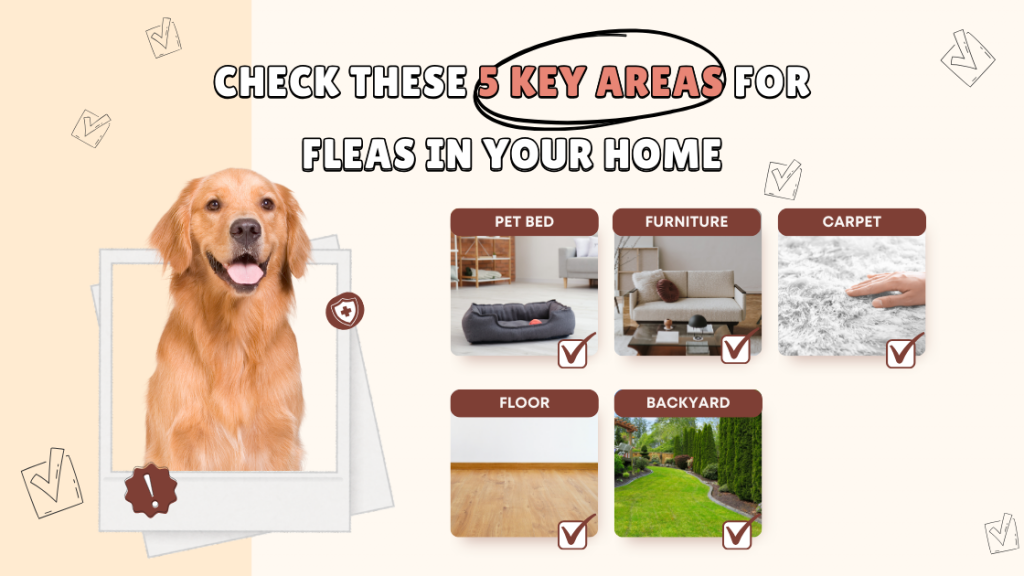 What are the Signs of Flea Infestations in Dogs and Cats ...