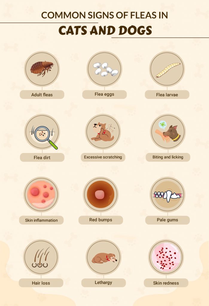 What are the Signs of Flea Infestations in Dogs and Cats ...
