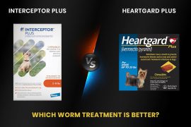 Interceptor Plus Or Heartgard Plus – Which Worm Treatment is Better ...