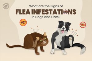 What are the Signs of Flea Infestations in Dogs and Cats ...