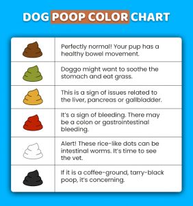 Decoding Dog’s Health with Dog Poop Color Chart - CanadaPetCare Blog