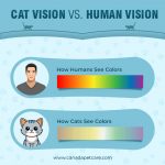 Can Your Cat REALLY See Colors? Cat Vision Explained
