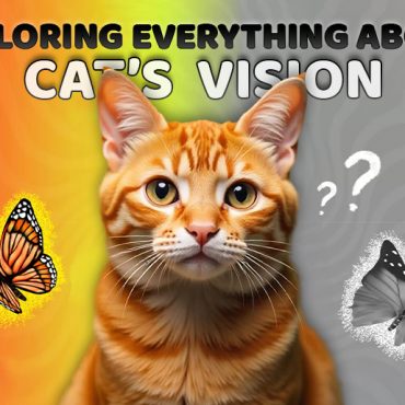 Can Your Cat REALLY See Colors? Cat Vision Explained