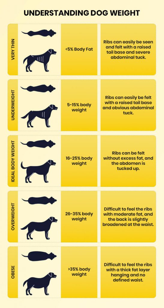 Myth vs Fact Guide: Debunking Common Myths About Dog Weight